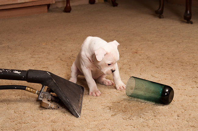 Quality Pet Stain Cleaning | Steam Giant Professional Carpet Cleaning